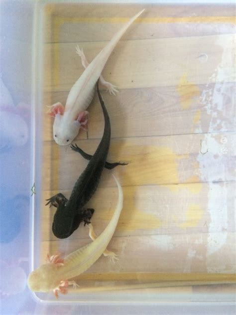 Morphs Water Critters