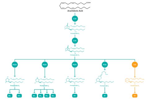 Arachidonic Acid Pathway Aspirin