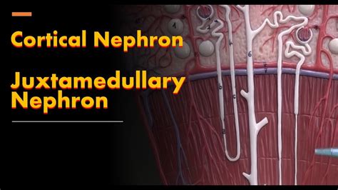 Cortical Nephron And Juxtamedullary Nephron YouTube