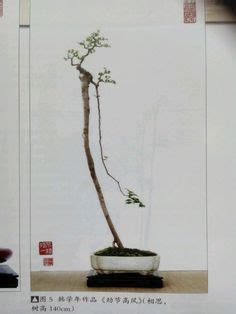 142 Best Literati Bonsai Images Bonsai Bonsai Tree Bonsai Art
