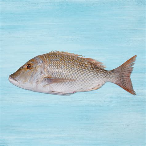 Sheri Fish Big Whole Cleaned 125 Kg Online At Best Price Lulu Ksa