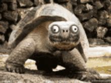 Scared Turtle S Tenor