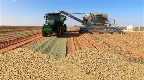 How Are Peanuts Produced Step By Step Farming Guide Openlearningblog