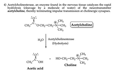 Acetylcholinesterase An Enzyme Found In The Chegg Com