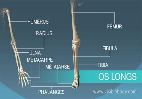 Apprentissage De Lanatomie Du Squelette Types Dos