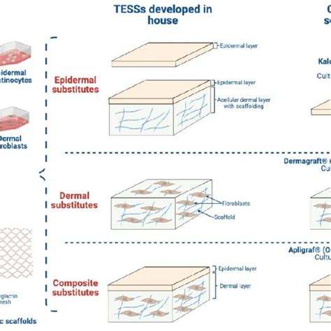 Schematic Overview Of The Different Components And Types Of