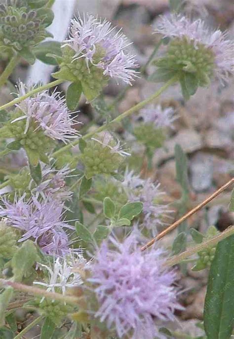 Monardella Villosa Var Obispoensis San Luis Obispo Coyote Mint