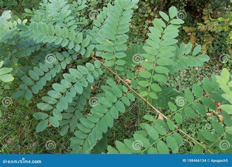 Black Locust Leaf