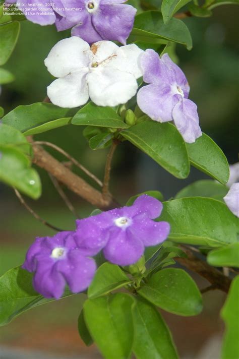 Plantfiles Pictures Brunfelsia Yesterday Today And Tomorrow