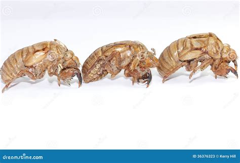 Cicada With Shells Stock Image 219362425 Cicada With Shells Stock Image 219362425