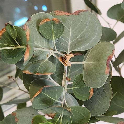 유칼립투스 잎 끝부분 갈변 지식in