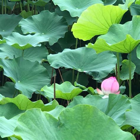 Lotus Caoli Cano Official Site