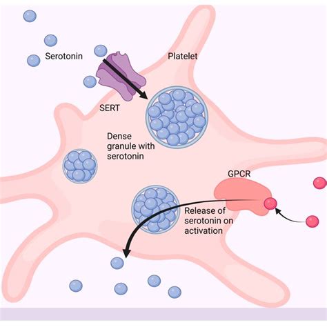 Formation Of Serotonin In The Central Nervous System Cns And