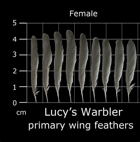 The Feather Atlas Feather Identification And Scans Us Fish And