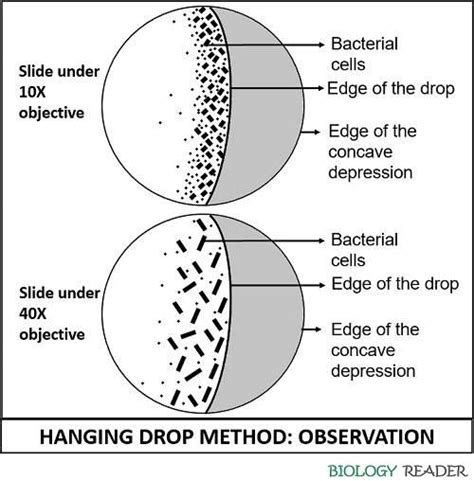 What Is Hanging Drop Method Definition Procedure And Applications