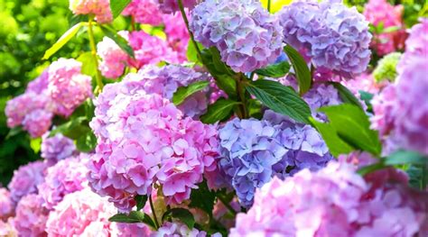 How Long Do Hydrangeas Bloom Each Season