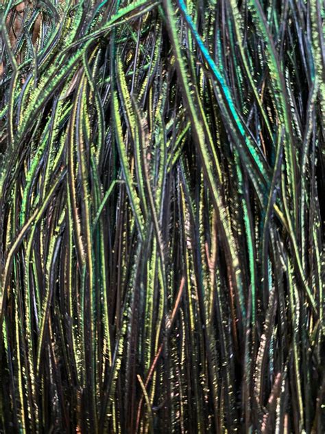 Badger Creek Jumbo And Standard Strung Peacock Herl On Line Fly