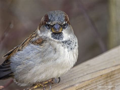 Using Bird Detection AI Small Sensor Photography By Thomas Stirr