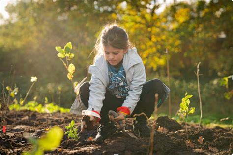 Tree Planting For Ashbys Tiny Forest Is Set To Take Place In Western