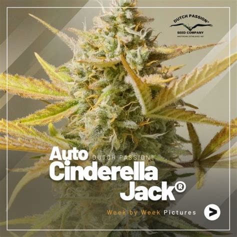 Auto Cinderella Jack Week By Week Flowering Video Dutch Passion