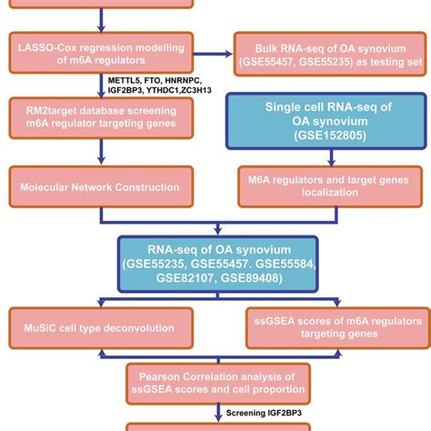 Flow Chart Of The Study Bulk RNA Seq Dataset GSE89408 Was Downloaded Download Scientific