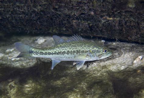 Can Largemouth And Spotted Bass Breed Hybrid Bass Explained Anglerwise