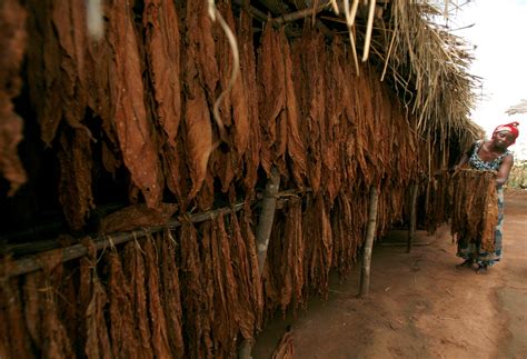 Arqueólogos Descubren Que El Uso De Tabaco Se Remonta A 12000 Años