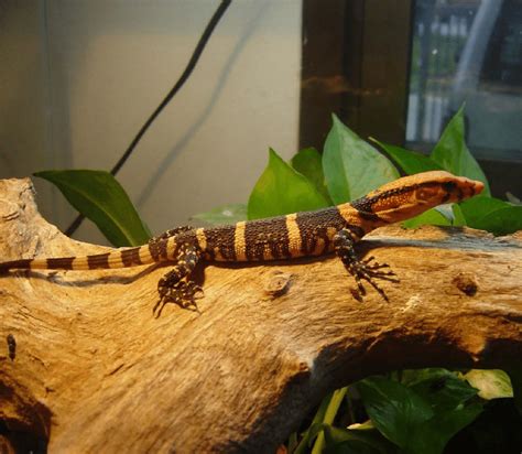 Hatchling Dumerils Monitor Varanus Dumerilii Download High