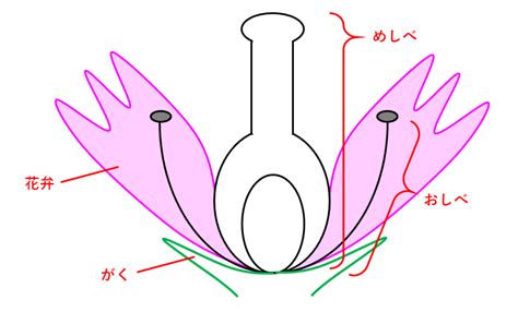 中1物理【光の反射】 中学理科 ポイントまとめと整理