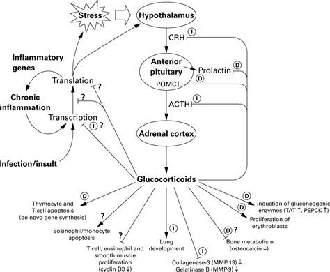 Glucocorticoids