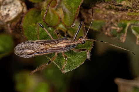 Premium Photo Adult Assassin Bug