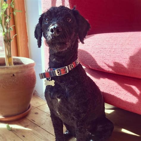 Lola The Cockapoo Enjoying The Sun