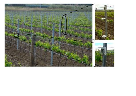 The Wsn Deployment In The Vine Yard Download Scientific Diagram