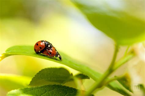 Insect Sex By Marphey On Deviantart