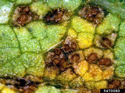 Figure 2 From Soybean Disease Detection By Deep Learning Algorithms Semantic Scholar