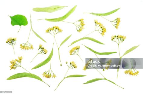 린든 꽃 틸리아 포엽 및 흰색 배경에 격리된 나뭇잎의 컬렉션 0명에 대한 스톡 사진 및 기타 이미지 0명 개체 그룹 개화기 Istock