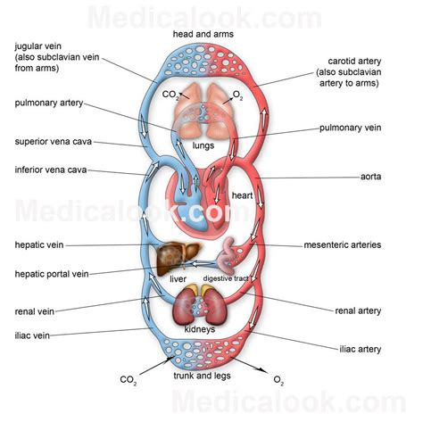 Circulatory System Sketch At Explore Collection Of