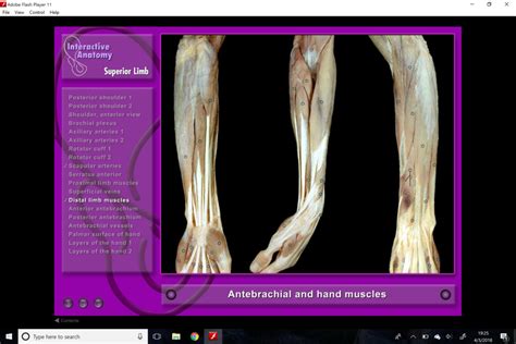 Distal Limb Muscles Diagram Quizlet