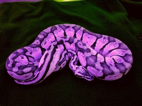 Purple Tree Python Wallpaper
