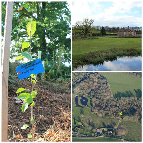 Carbon Offset Tree Roots For The Future