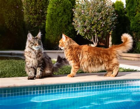 Ns Black Smoke Maine Coon Kittens For Sale Meowoff Tica Pedigree
