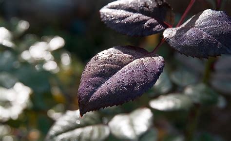 젖은 보라색 잎 에어로 매크로 자주색 나뭇잎 Hd 배경 화면 Wallpaperbetter