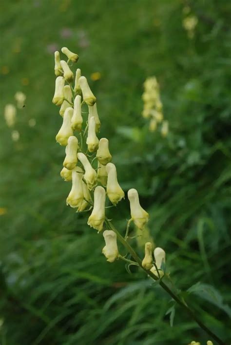Wolfsbane Aconitum Flower Meaning Symbolism And Uses A To Z Flowers