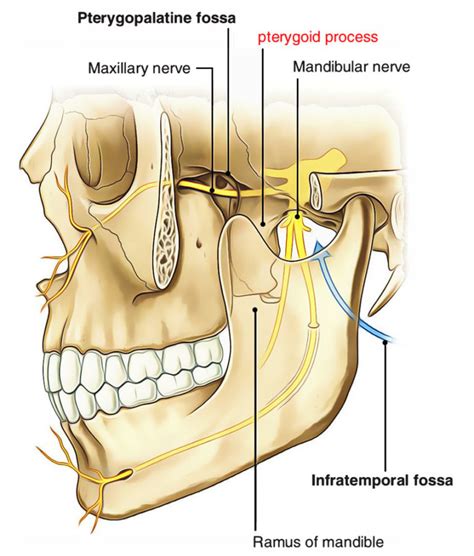 Pterygoid Process Earths Lab