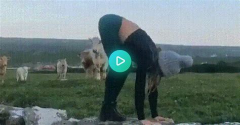 Even The Cows Are Like What What  On Imgur