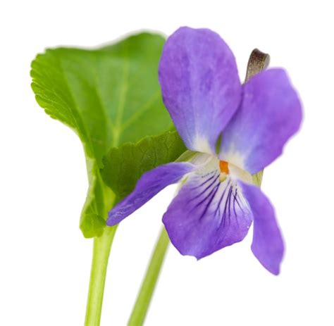 Premium Photo Violet Flower Isolated On White
