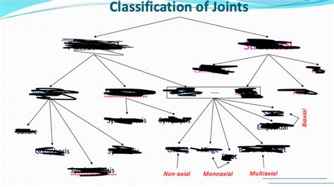Diagram Of Classification Of Joints Lecture 7 Quizlet