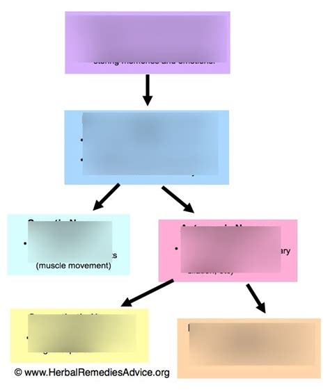 Chapter 2 Neuroscience Diagram Quizlet
