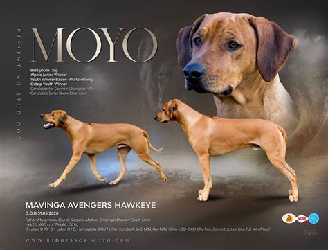 ausstellungen ridgeback moyo