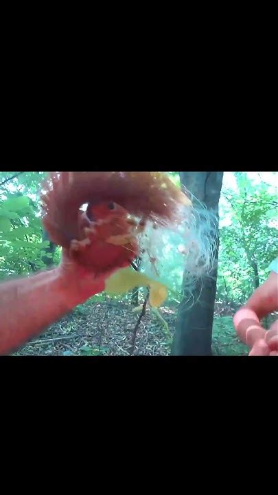 وجدنا سنجاب صغير في الغابة Youtube